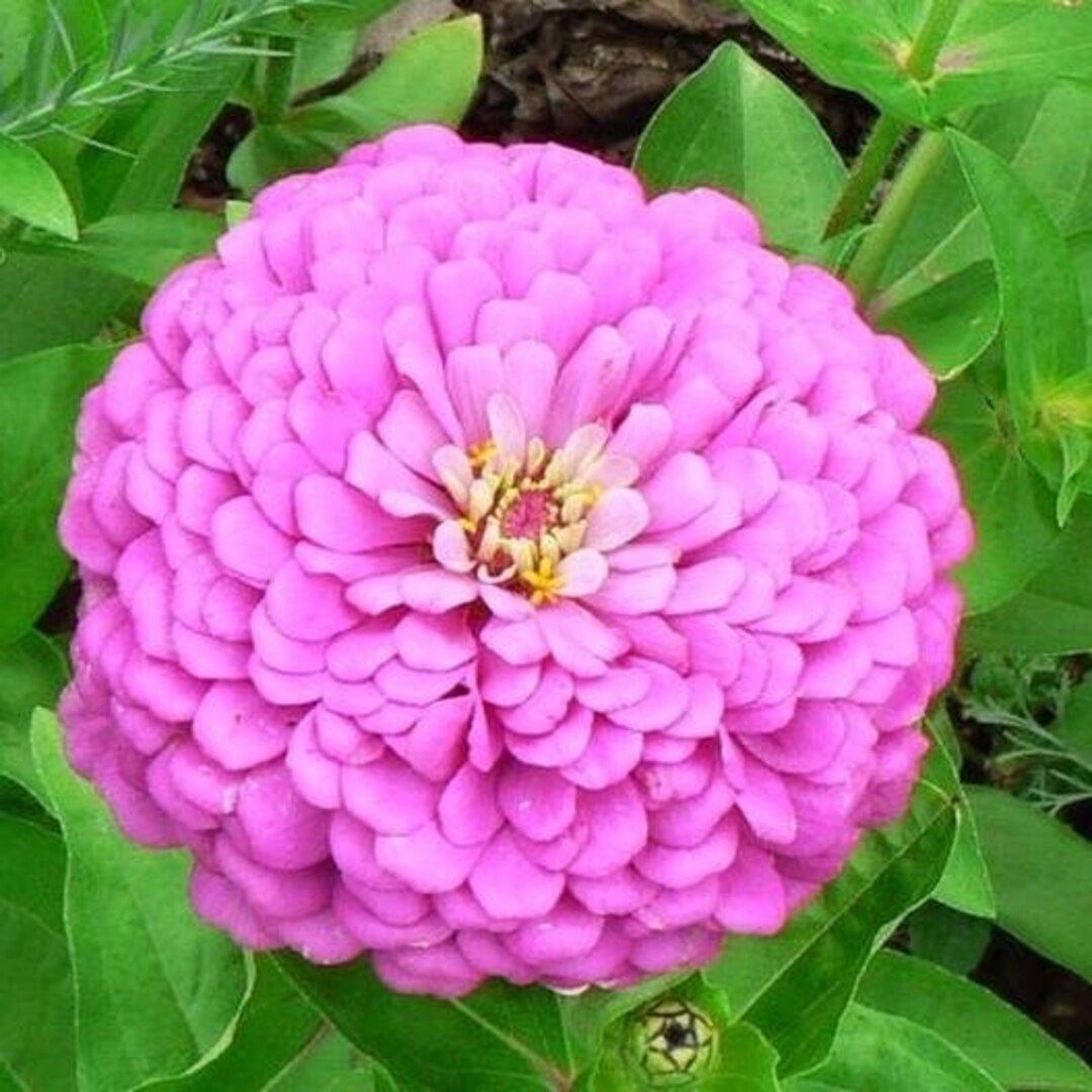 USA SELLER Miss Willmott Zinnia 25 Seeds HEIRLOOM Zinnia Elegans - Etsy