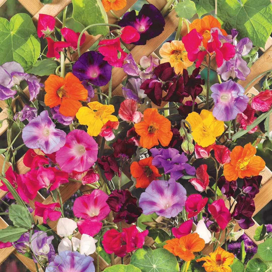 USA SELLER Colorful Climbers Mix 25 Seeds HEIRLOOM - Etsy