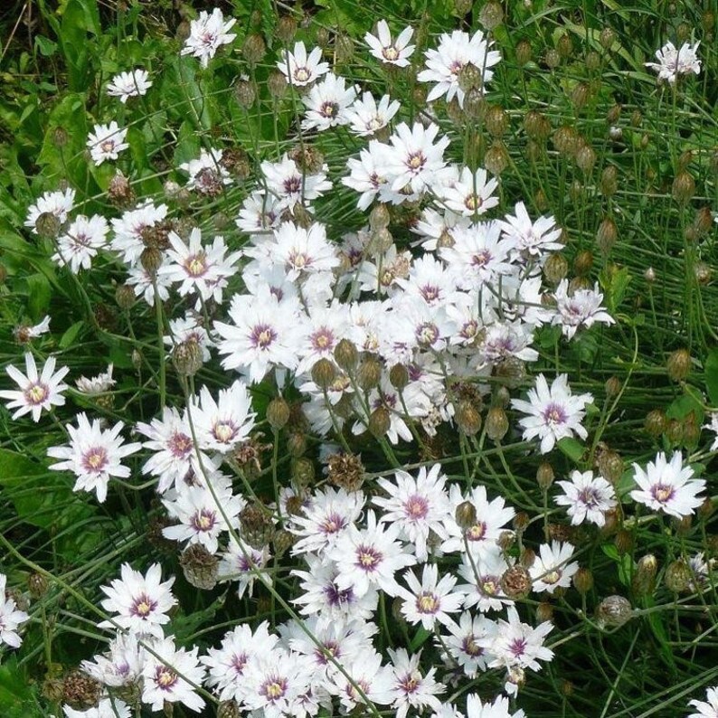 USA SELLER White Cupid's Dart Seeds 25 Seeds HEIRLOOM Catananche ...
