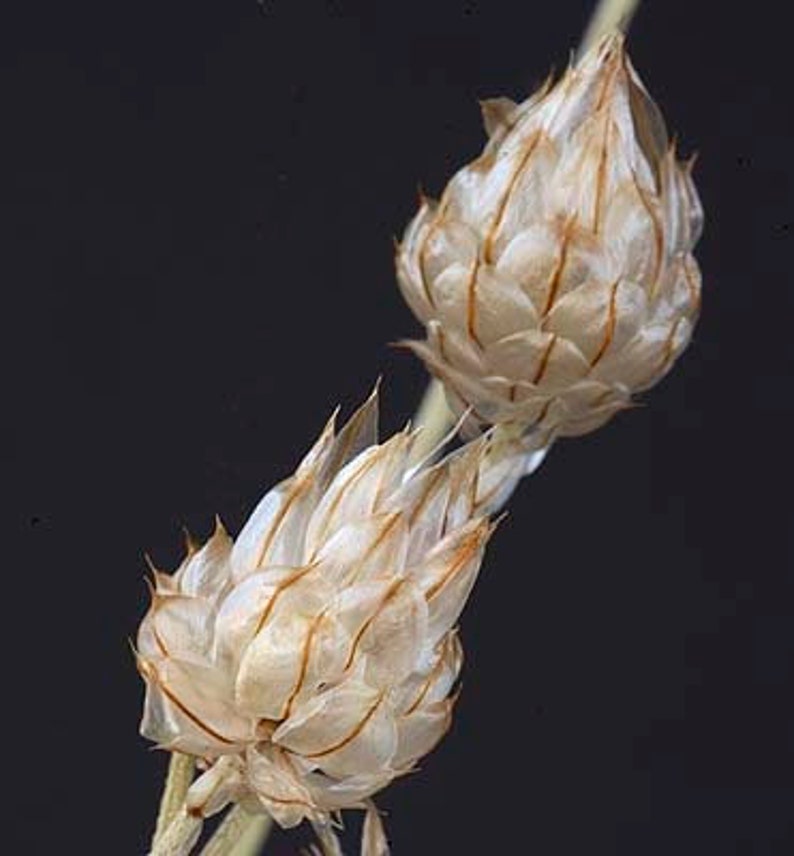 USA SELLER White Cupid's Dart Seeds 25 Seeds HEIRLOOM Catananche ...