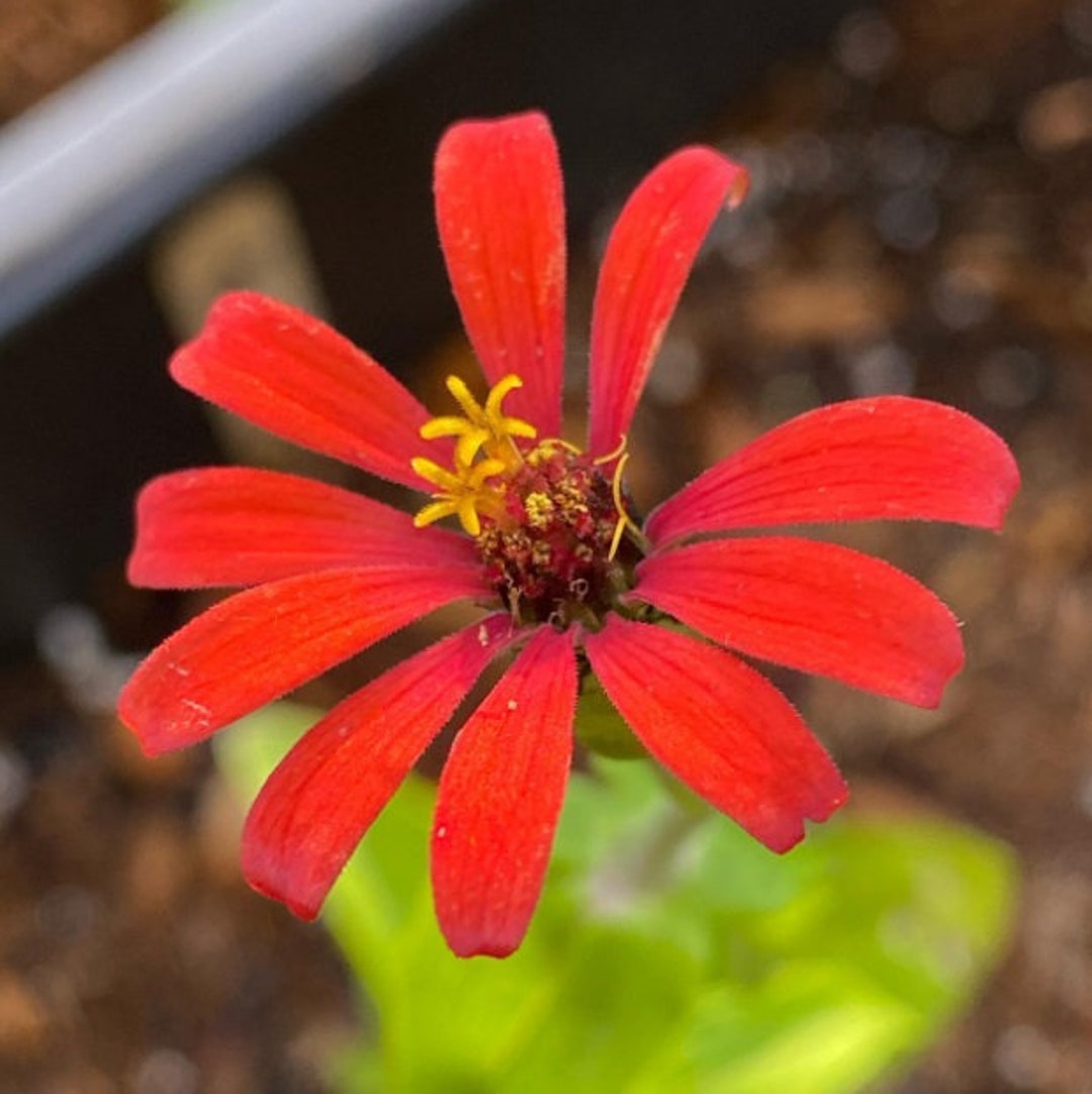 USA SELLER Red Spider Zinnia 15 Seeds HEIRLOOM Zinnia Haageana - Etsy