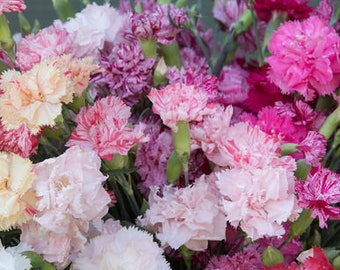 100 Carnation Chabaud Double Picotee Mix Seeds - Etsy