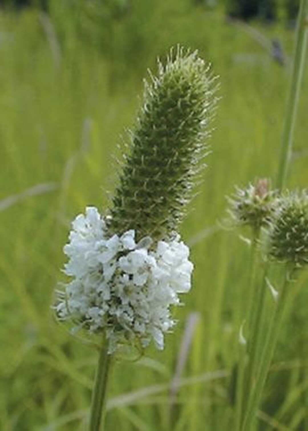 USA SELLER White Prairie Clover 50 Seeds Dalea Candida - Etsy