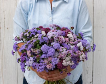 USA SELLER Yellow Ageratum 50 Seeds HEIRLOOM Ageratum - Etsy