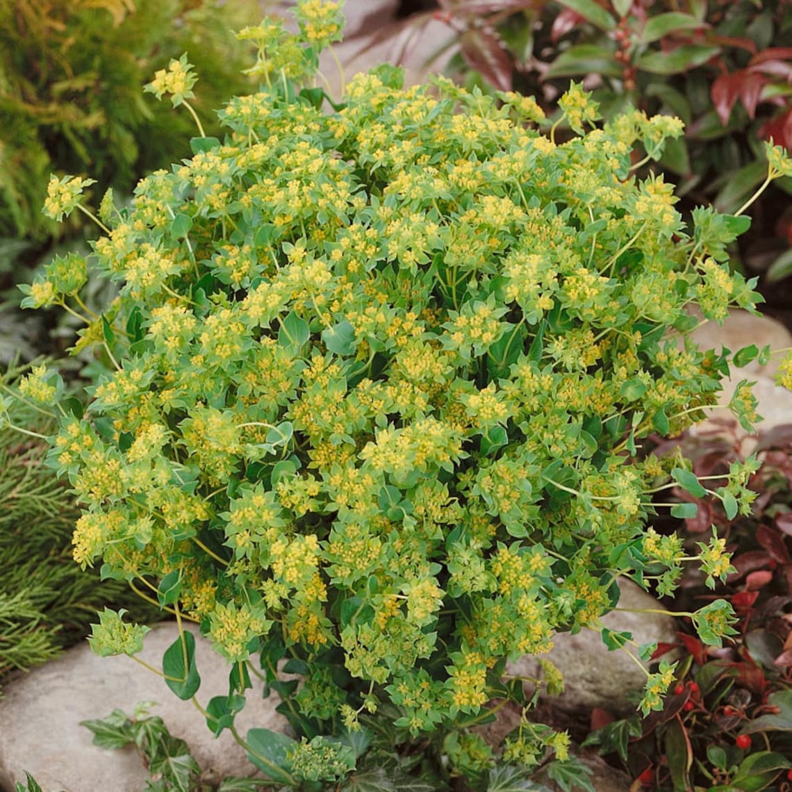 USA SELLER Hare's Ear (bupleurum Rotundifolium Griffithii) Seeds 25 ...