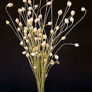 USA SELLER White Cupid's Dart Seeds 25 Seeds HEIRLOOM Catananche ...