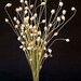 USA SELLER White Cupid's Dart Seeds 25 Seeds HEIRLOOM Catananche ...