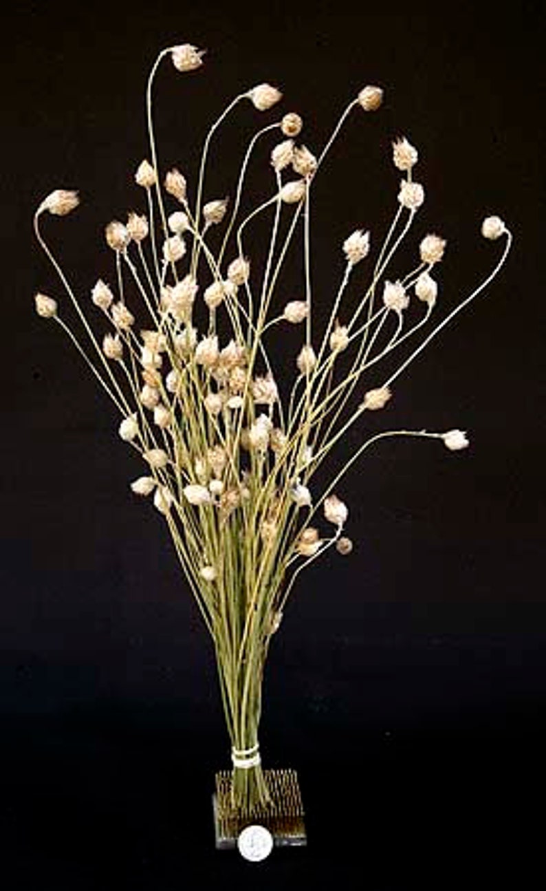USA SELLER White Cupid's Dart Seeds 25 Seeds HEIRLOOM Catananche ...