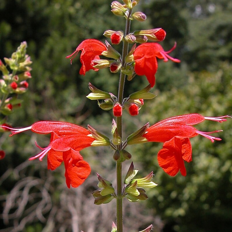 USA SELLER Red Sage Seeds 25 Seeds HEIRLOOM Salvia Farinacea - Etsy