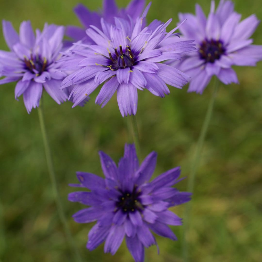 USA SELLER Blue Cupid's Dart Seeds 25 Seeds HEIRLOOM Catananche ...