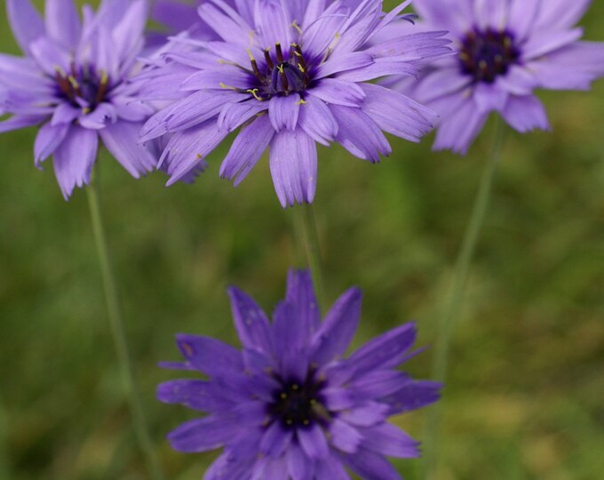 Blue Cupid's Dart Flower Seeds / Catananche / Perennial 35 - Etsy