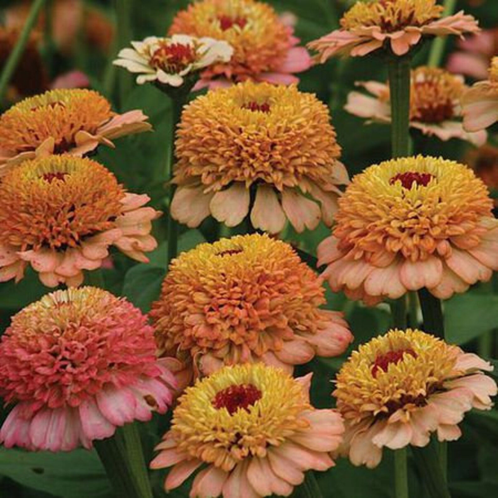 USA SELLER Sombrero Zinnia 10 seeds HEIRLOOM | Etsy