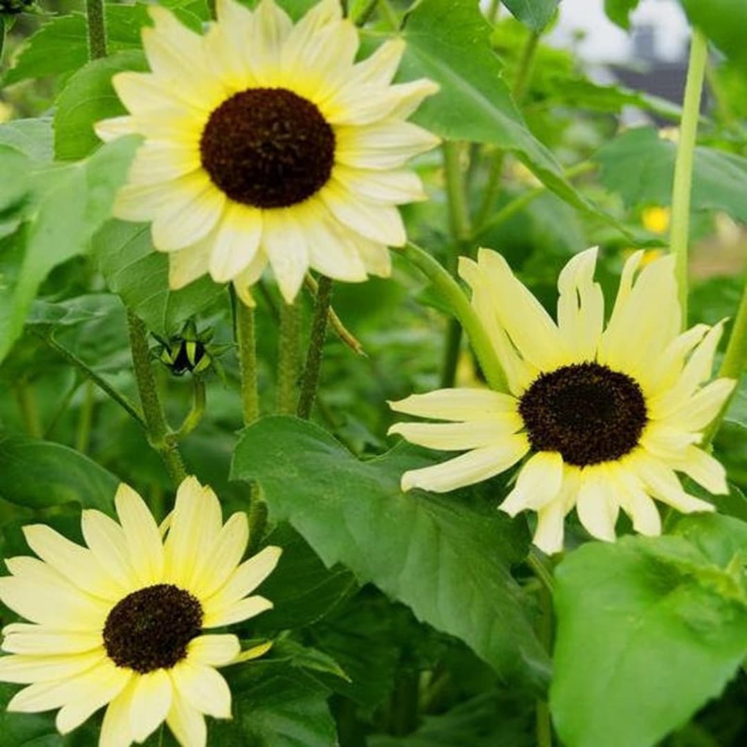 USA SELLER Ice Cream Sunflower 25 Seeds HEIRLOOM Helianthus Annuus - Etsy