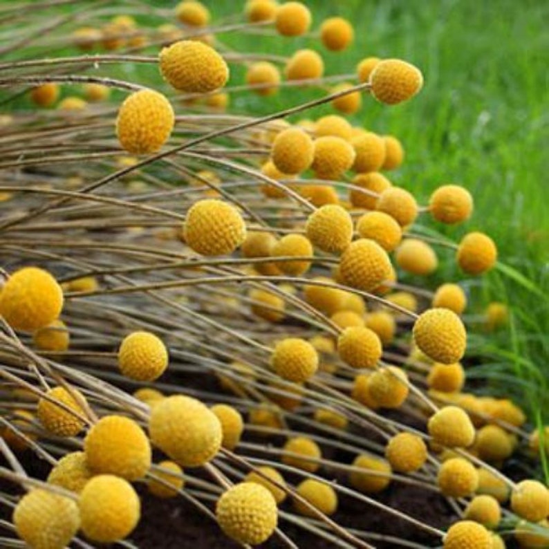 USA SELLER Billy Buttons 25 Seeds HEIRLOOM | Etsy