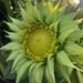USA SELLER Sunfill Green Sunflower 10 Seeds F1 Helianthus Annuus - Etsy