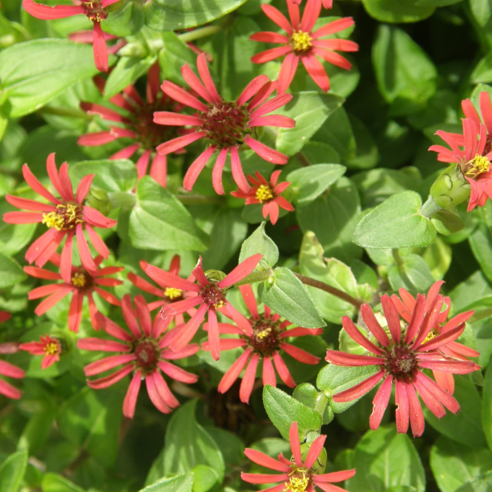 USA SELLER Red Spider Zinnia 15 Seeds HEIRLOOM Zinnia Haageana - Etsy
