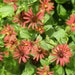 USA SELLER Red Spider Zinnia 15 Seeds HEIRLOOM Zinnia Haageana - Etsy