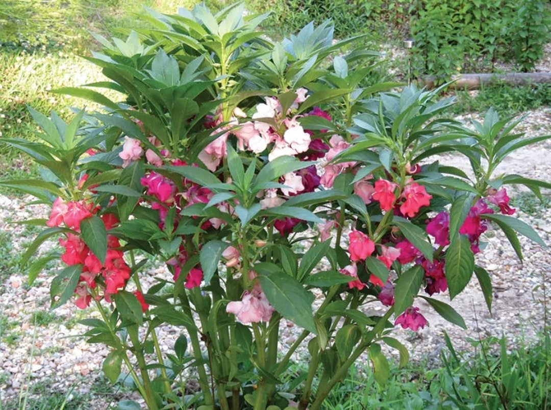 USA SELLER Camilla Flowered Balsam 100 Seeds HEIRLOOM Impatiens - Etsy