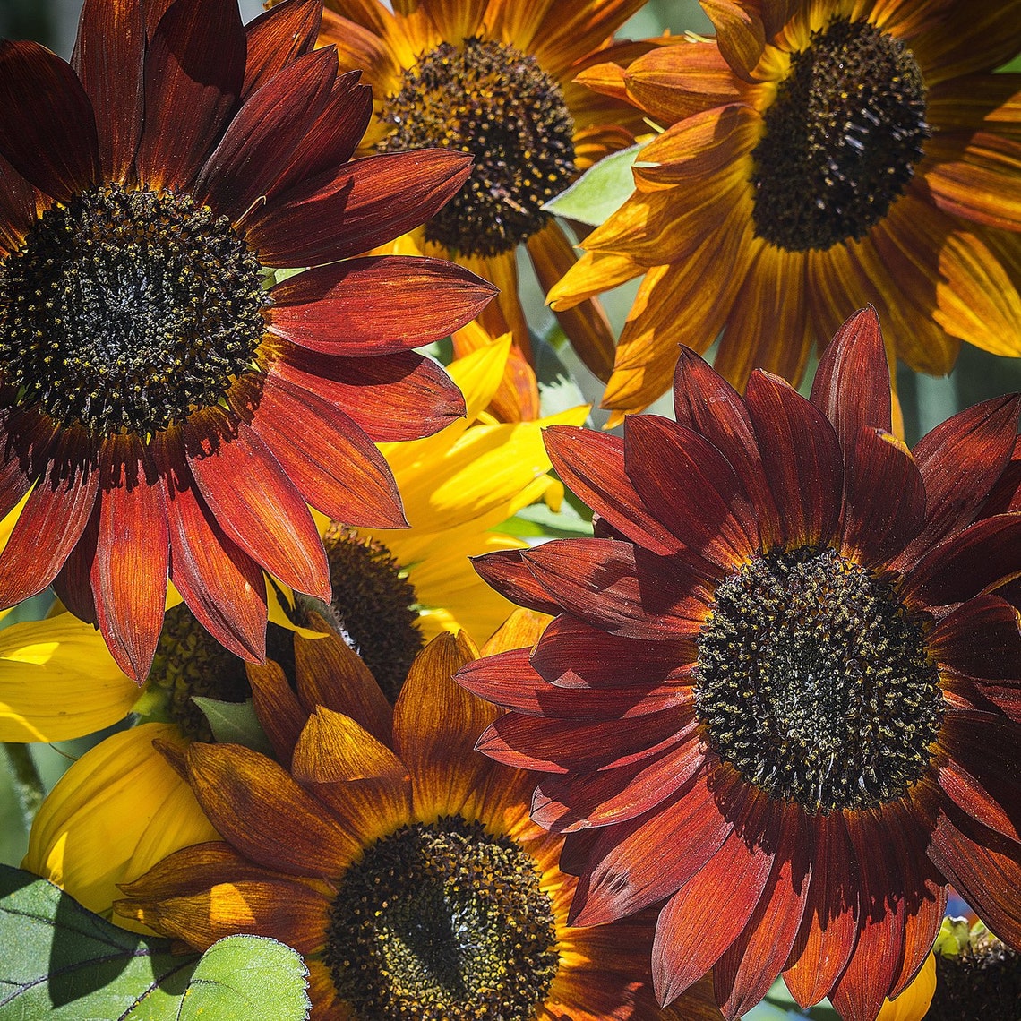 USA SELLER Evening Colors Sunflower 25 Seeds HEIRLOOM | Etsy