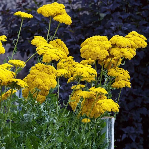 USA SELLER Colorado Mix Yarrow Seeds 100 Seeds HEIRLOOM - Etsy