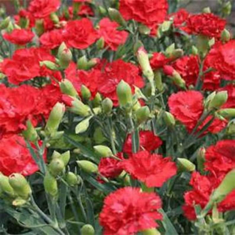 USA SELLER Scarlet Carnation 25 Seeds HEIRLOOM - Etsy