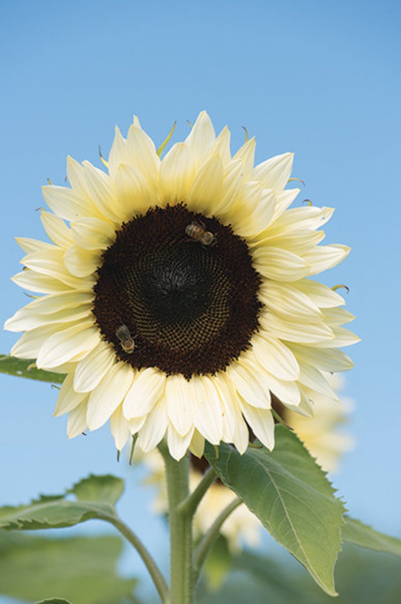 USA SELLER Moonshine Sunflower 25 Seeds HEIRLOOM - Etsy
