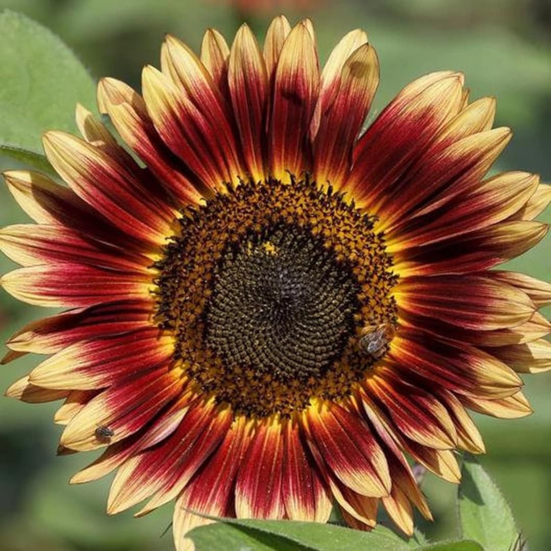 USA SELLER Sunfill Purple Sunflower 25 Seeds HEIRLOOM Helianthus Annuus ...