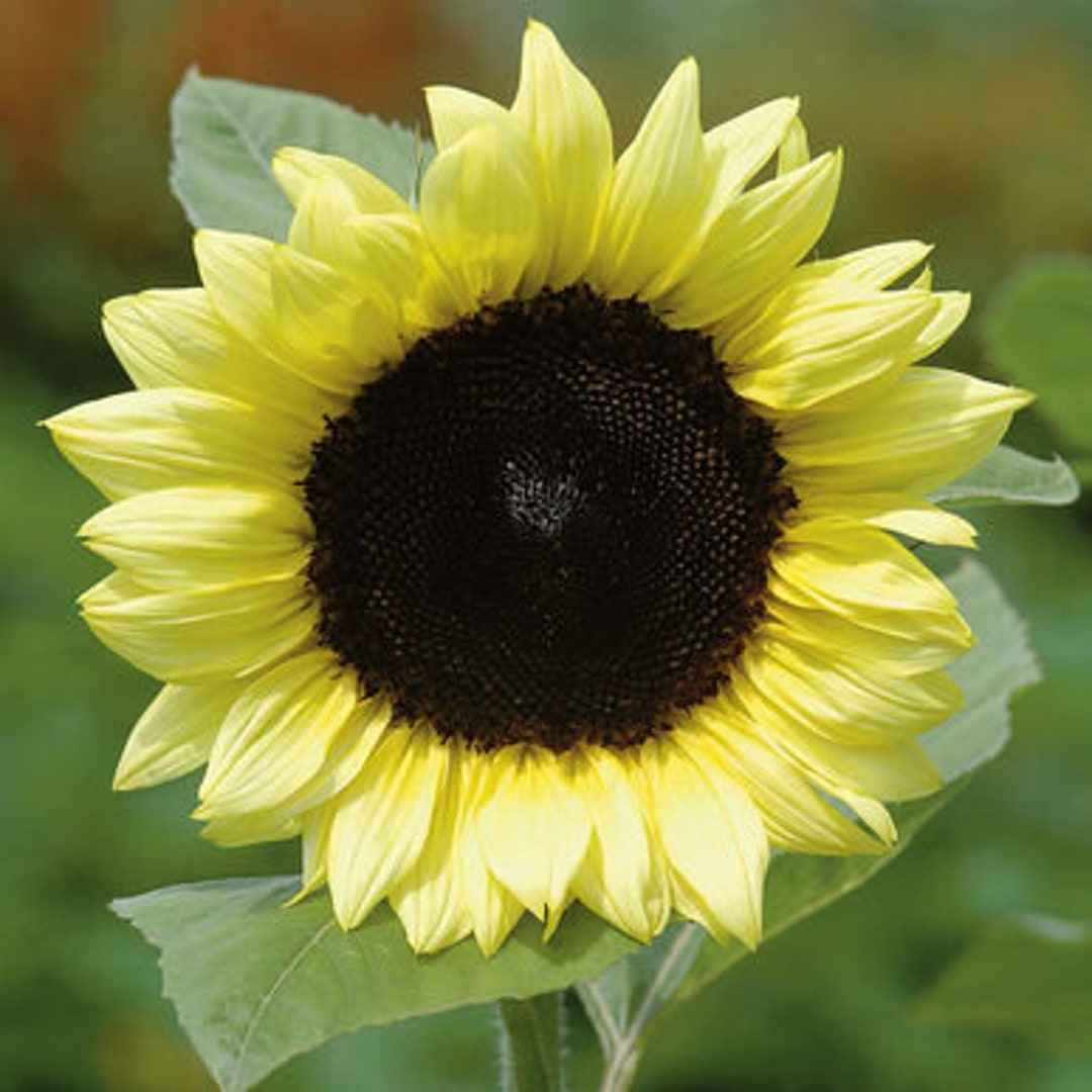 USA SELLER Lemon Queen Sunflower 25 Seeds HEIRLOOM Helianthus Annuus - Etsy