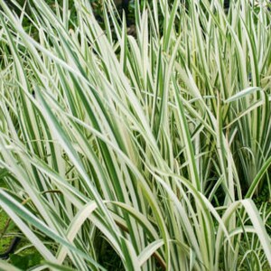 USA SELLER Variegated Flag Grass 5 Seeds HEIRLOOM Acorus Americanus - Etsy