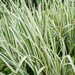 USA SELLER Variegated Flag Grass 5 Seeds HEIRLOOM Acorus Americanus - Etsy
