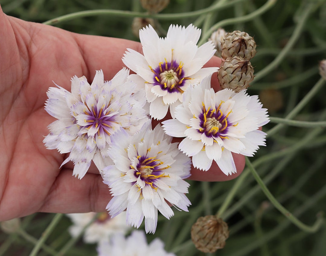 USA SELLER White Cupid's Dart Seeds 25 Seeds HEIRLOOM Catananche ...