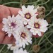 USA SELLER White Cupid's Dart Seeds 25 Seeds HEIRLOOM Catananche ...