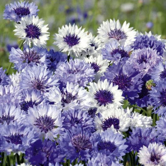 USA SELLER Bachelor Buttons / Cornflower Fantastic Mix Seeds - Etsy