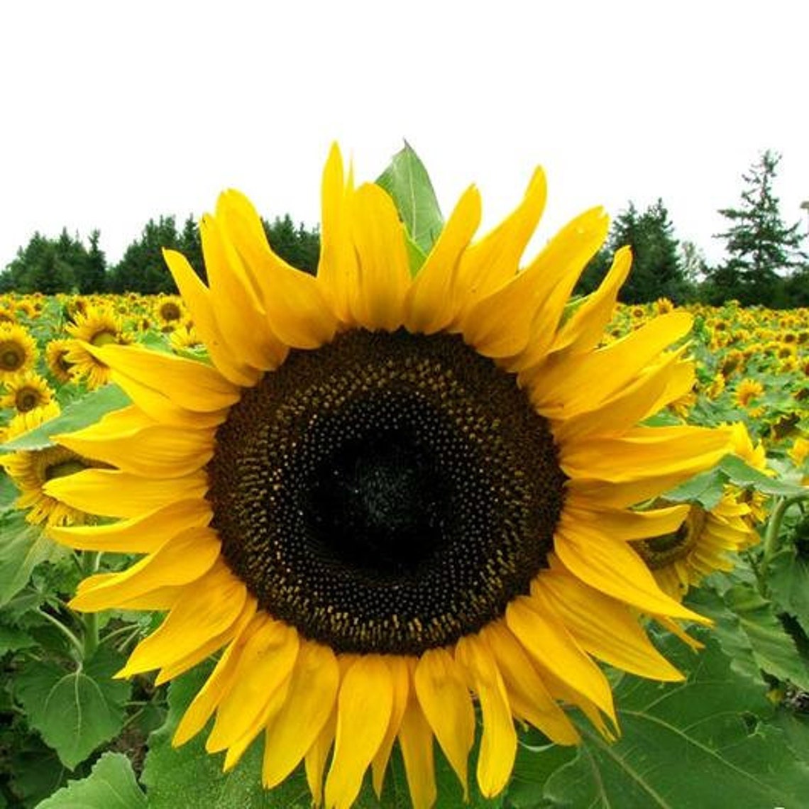 USA SELLER Mammoth Grey Stripe Sunflower 25 Seeds HEIRLOOM Helianthus ...