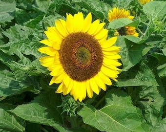 USA SELLER Topolino Sunflower 25 Seeds HEIRLOOM Helianthus - Etsy