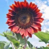 USA SELLER Ice Cream Sunflower 25 Seeds HEIRLOOM Helianthus Annuus - Etsy