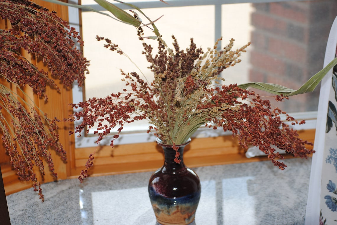 USA SELLER Ornamental Multi-color Broom Corn 50 Seeds Surghum Bicolor ...