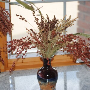 USA SELLER Ornamental Multi-color Broom Corn 50 Seeds Surghum Bicolor ...