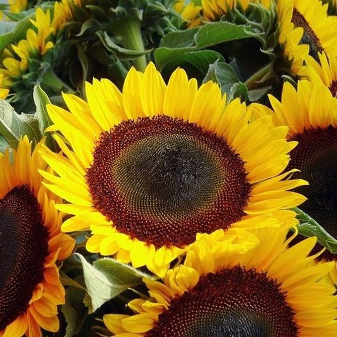USA SELLER Taiyo Sunflower 25 Seeds HEIRLOOM Helianthus Annuus - Etsy
