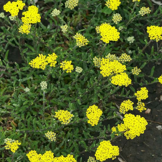 USA SELLER Dwarf Yellow Yarrow Seeds 100 Seeds - Etsy