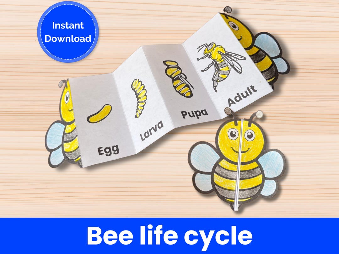 Bee Life Cycle Learning Activity for Kids, Classroom Bee Study Unit ...