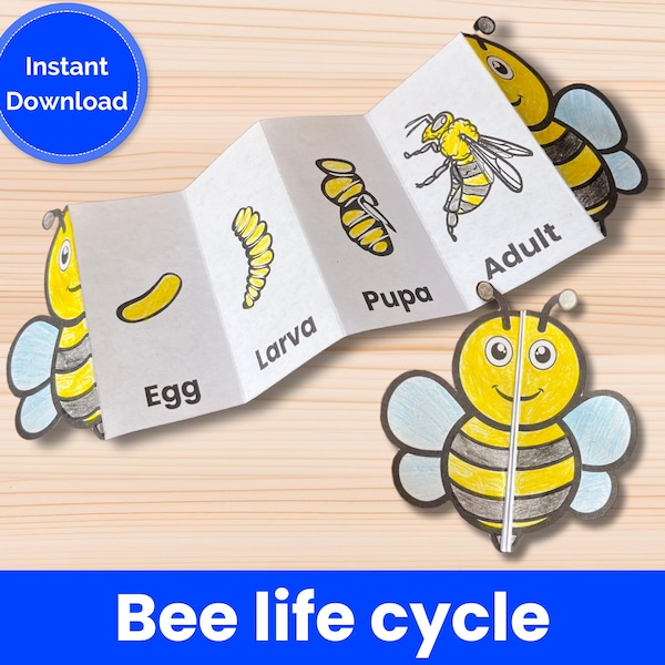 Life Cycle of a Honey Bee - Etsy