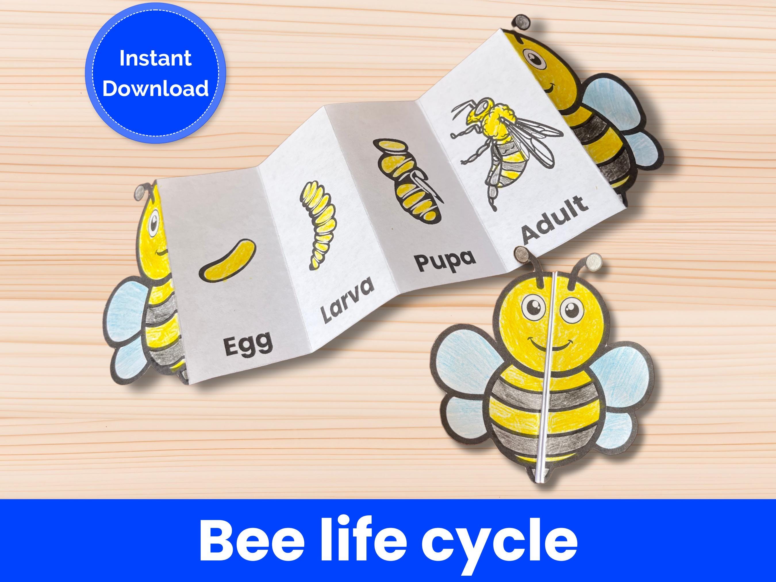Bee Life Cycle Learning Activity for Kids, Classroom Bee Study Unit ...