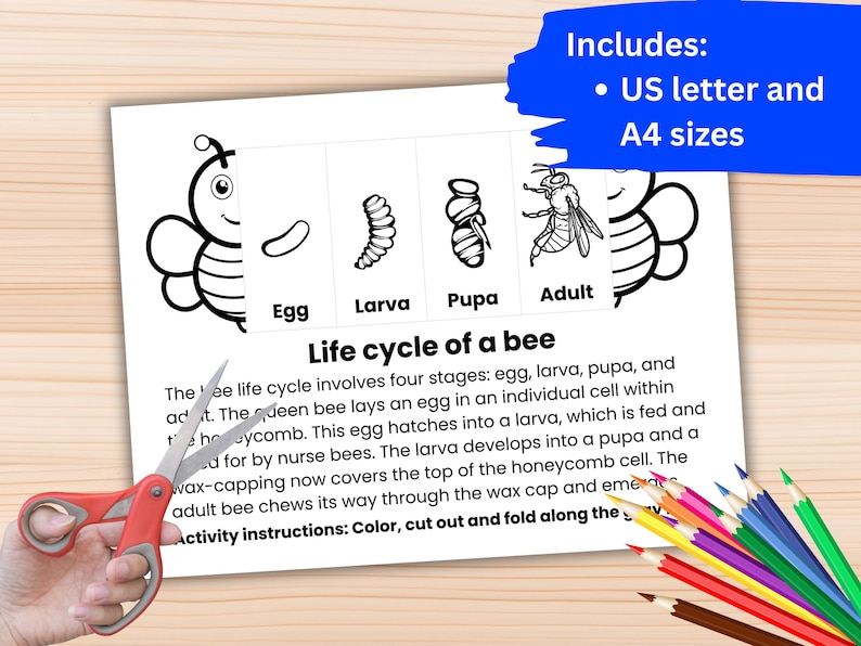 Bee Life Cycle Learning Activity for Kids, Classroom Bee Study Unit ...