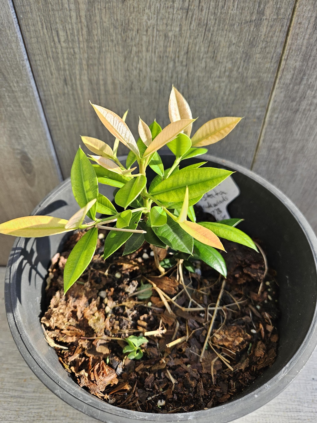 Rare Caribbean Garcinia Tree Seedling: Tropical Fruit Plant, Cold Hardy ...
