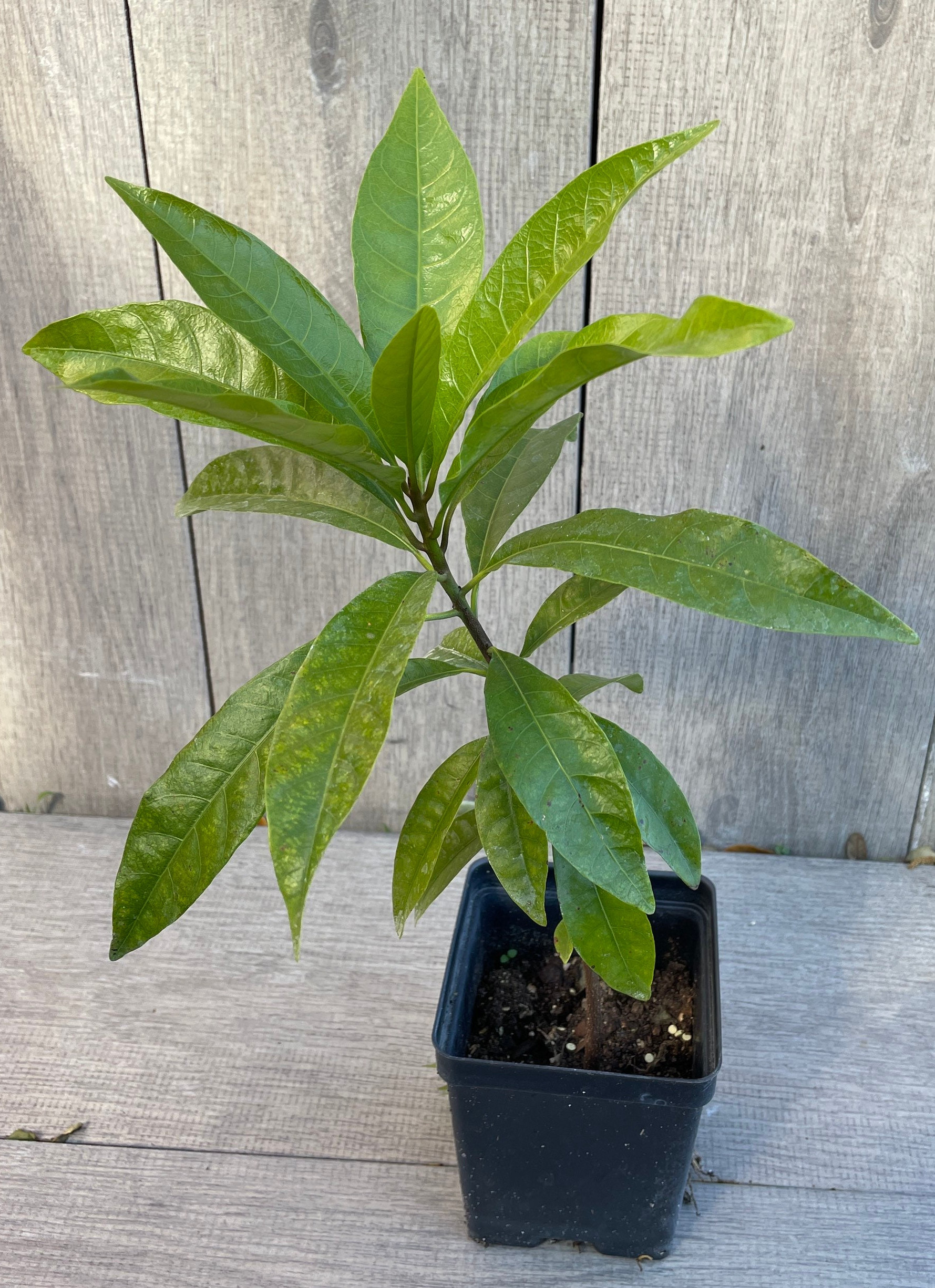 Organically Grown Canistel pouteria Campechiana Nursery Pot - Etsy