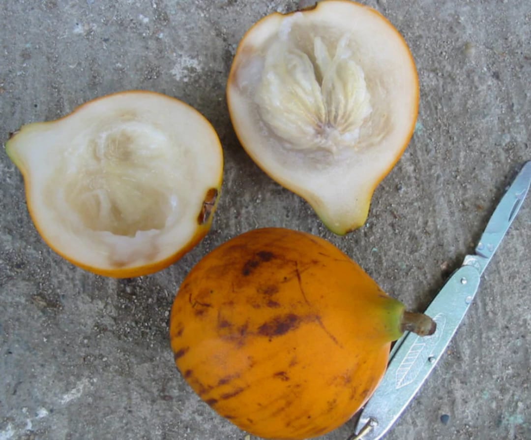 Ultra Rare (plinia Inflata) Regular Mulchi Seedling Nursery Pot Plants ...