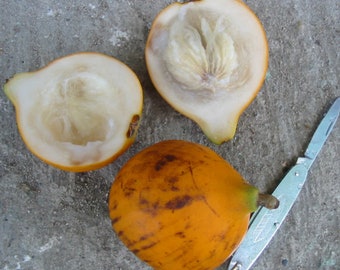 EXCEPTIONALLY RARE Garcinia Sp. Squat Nursery Pot Plants Gardening Eco ...