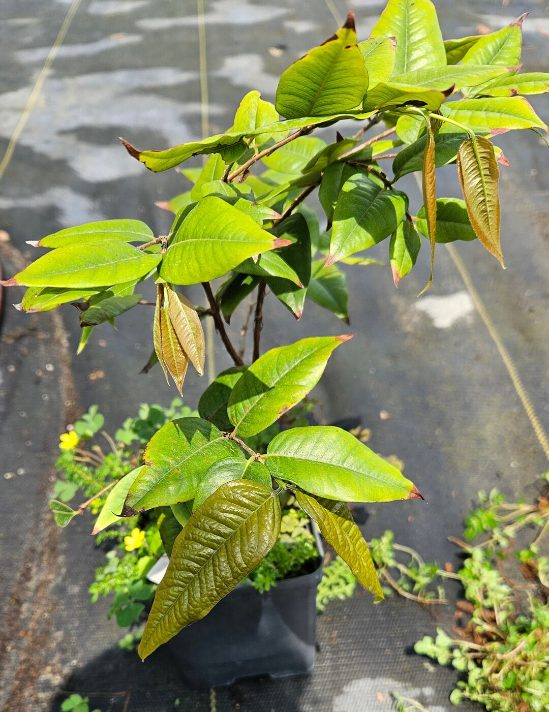 Plinia Species black Pearl Jaboticaba plinia Sp. Seedling Nursery Pot ...