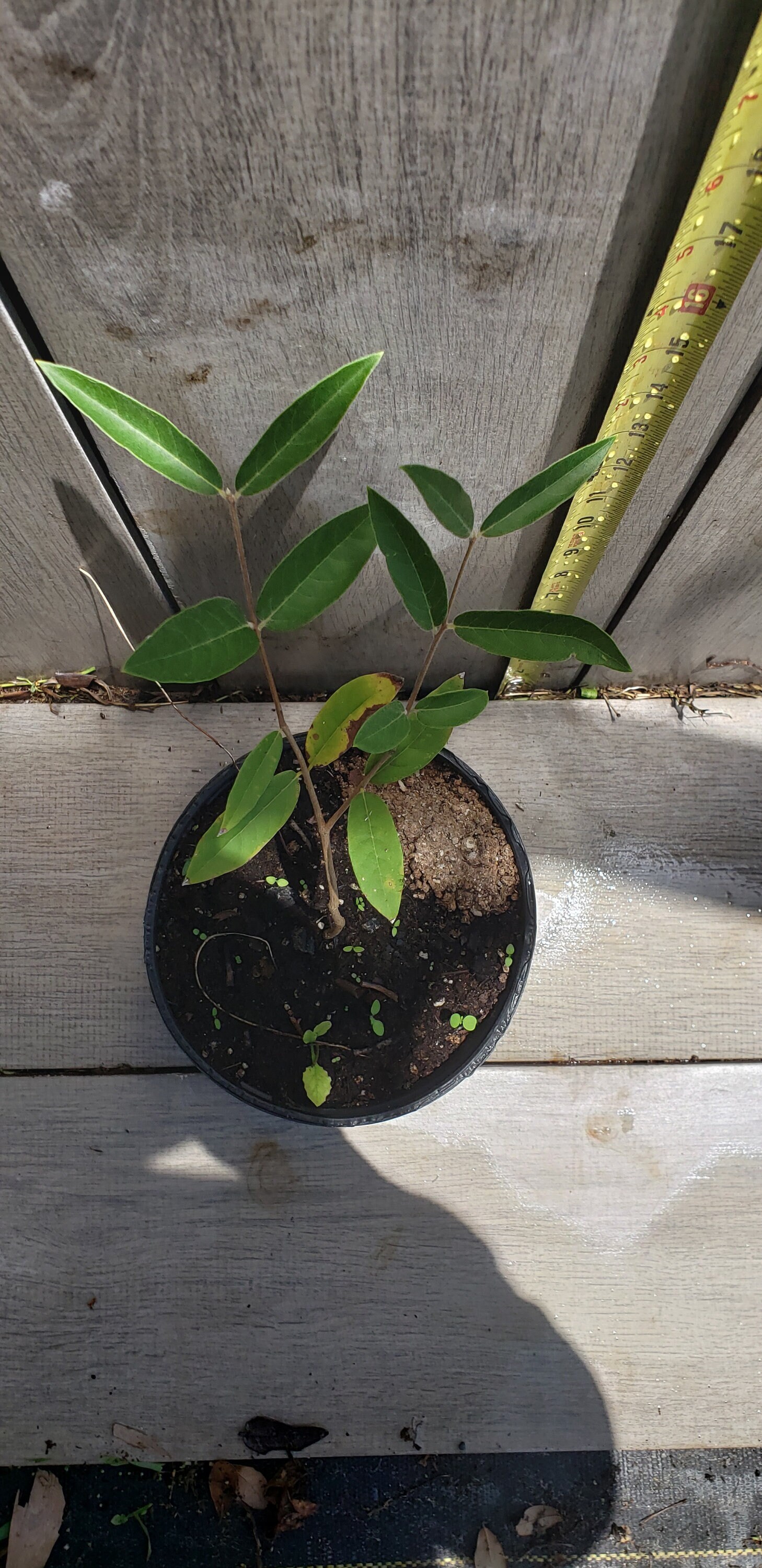 Rare Ubajay eugenia Myrcianthes Seedling Nursery Tropical Fruit Tree ...